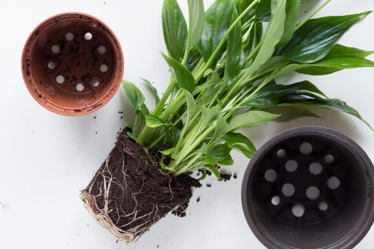 How to Repot a Peace Lily with Root Rot: Effective Recovery Steps ...