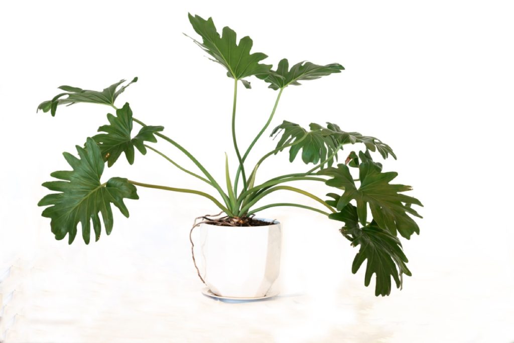 What is a Philodendron: A Guide to the Popular Houseplant - Foliage ...