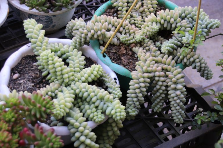 How to Revive Donkey Tail Succulent: Expert Tips & Guide - Foliage ...