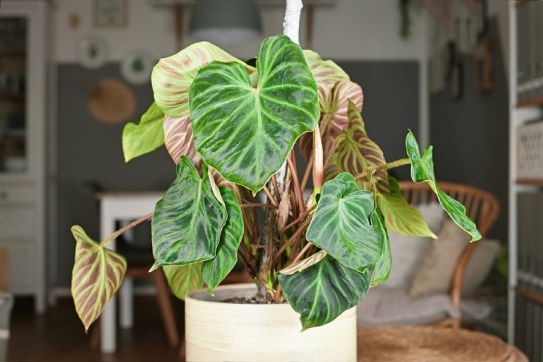 What to Do with Philodendron Aerial Roots: Expert Tips - Foliage Friend ...