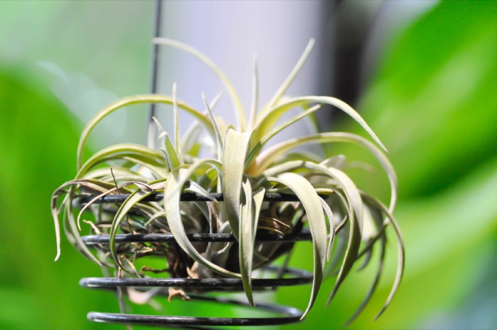 How to Propagate an Air Plant: Expert Tips for Success - Foliage Friend ...