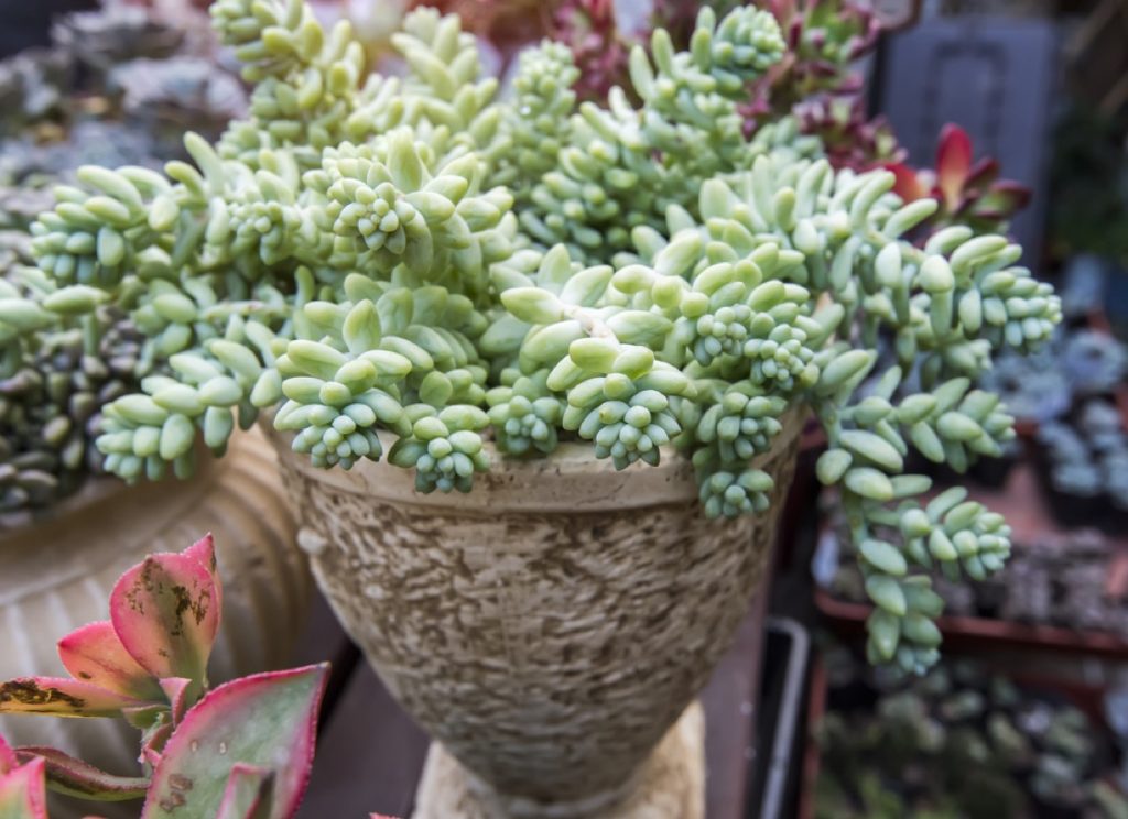 How to Propagate Donkey Tail: Succulent Growing Guide - Foliage Friend ...