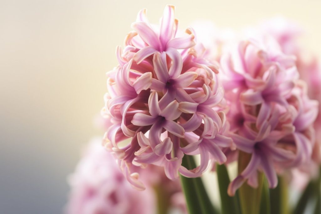10 Flowers That Represent Life: Vibrant Blooms - Foliage Friend - Learn ...