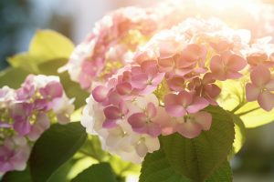 10 Flowers That Represent Growth And Change: A Blooming Journey ...