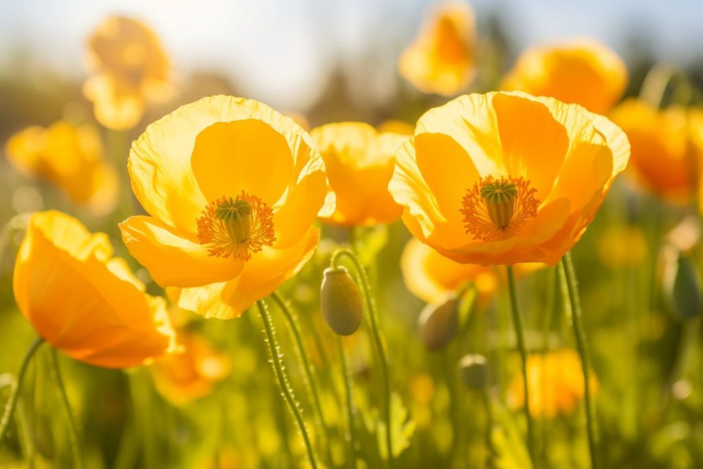 10 Flowers That Represent Resilience: Powerful Blossoms - Foliage ...