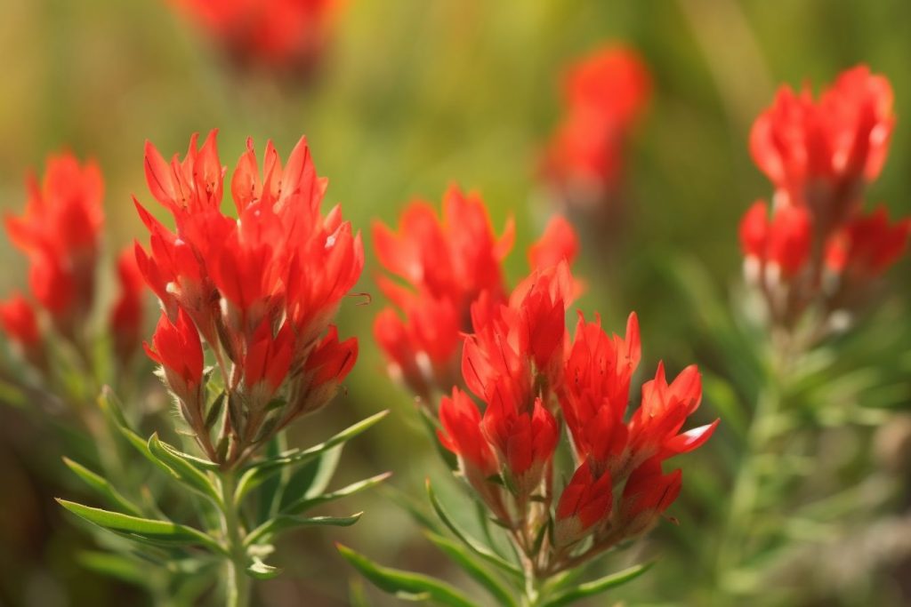 10 Flowers That Represent Fire: Flaming Blooms - Foliage Friend - Learn ...