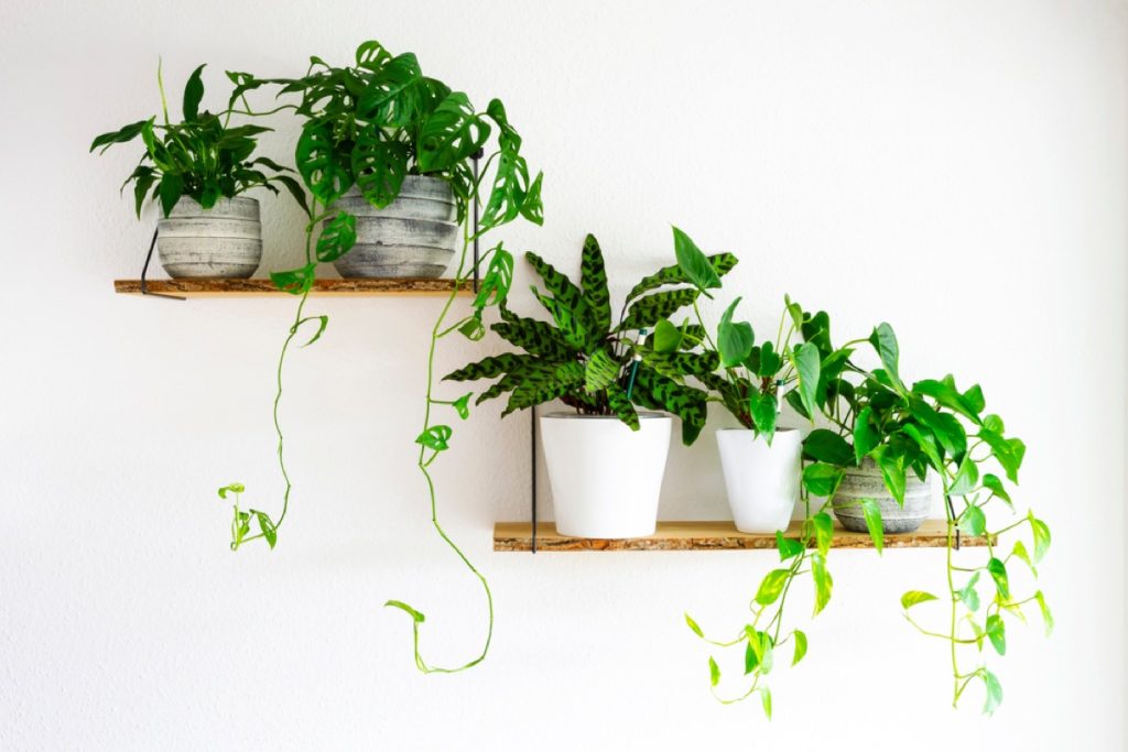 How to Arrange Pothos Plant: Simple Design Tips for Stunning Results ...