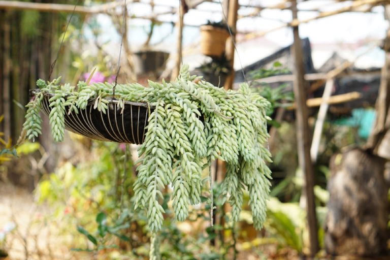 How to Propagate Donkey Tail: Succulent Growing Guide - Foliage Friend ...