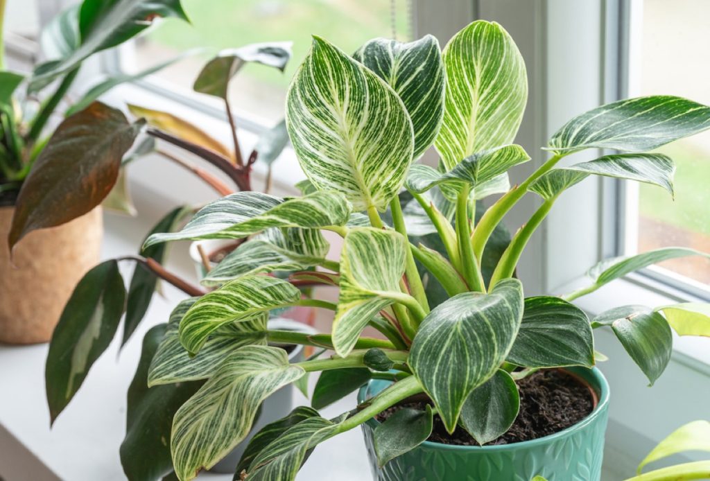 What is a Philodendron: A Guide to the Popular Houseplant - Foliage ...