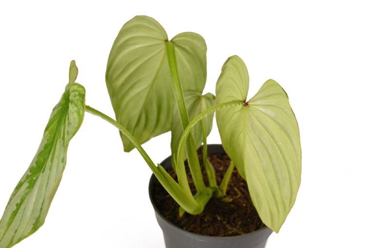 What to Do with Philodendron Aerial Roots: Expert Tips - Foliage Friend ...