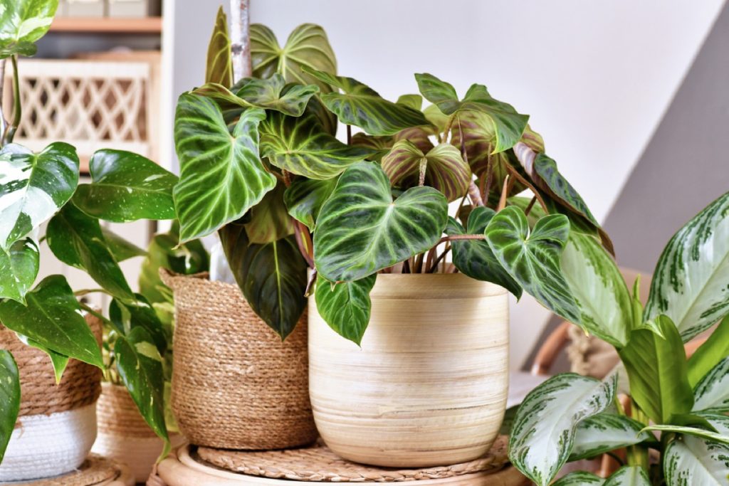 Best Window for Philodendron: Optimal Light & Placement Guide - Foliage ...