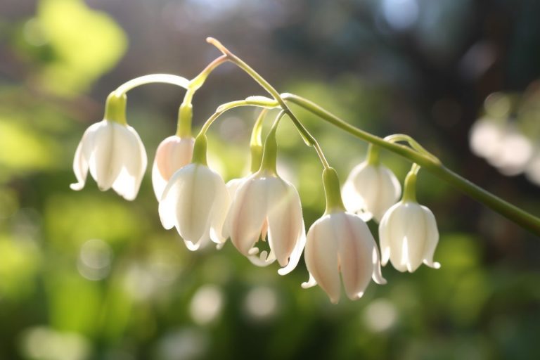 Snowbell Flower Meaning, Symbolism & Spiritual Significance - Foliage ...
