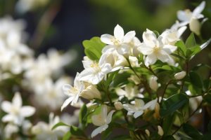 10 Flowers That Represent Fertility: Fertile Blooms - Foliage Friend ...