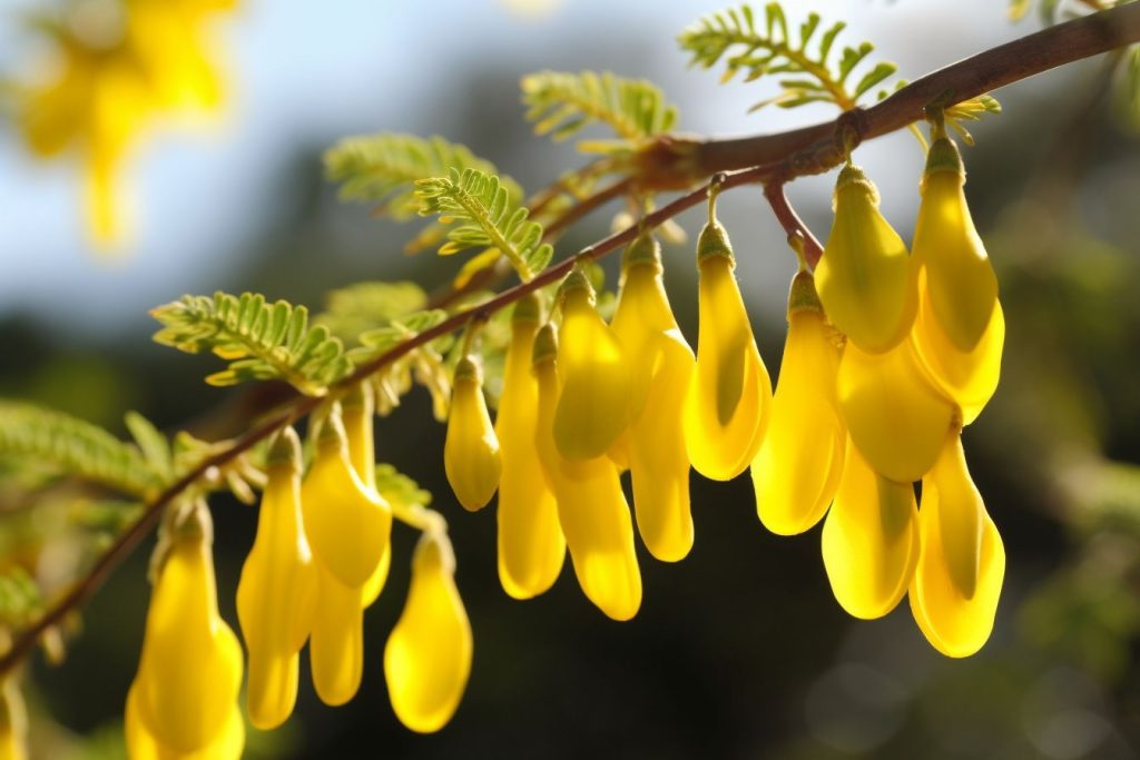 Kowhai Flower Meaning, Symbolism & Spiritual Significance - Foliage ...