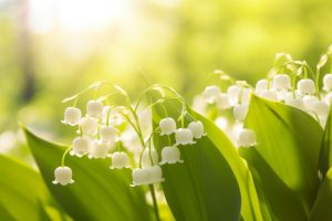 10 Flowers That Represent Remembrance: Blooms Of Forever - Foliage ...