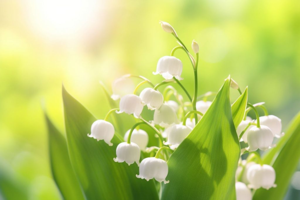 10 Flowers That Represent Loss: Comforting Blooms - Foliage Friend ...