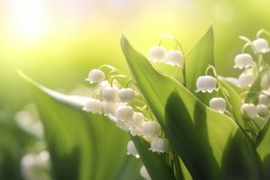 10 Flowers That Represent Innocence: Pure And Lovely - Foliage Friend ...