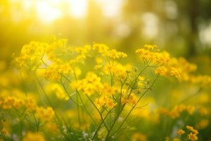 Loshen Flower Meaning, Symbolism & Spiritual Significance - Foliage ...