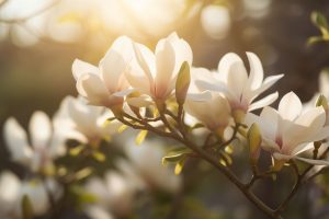 10 Flowers That Represent Beauty: Stunning Blooms - Foliage Friend ...