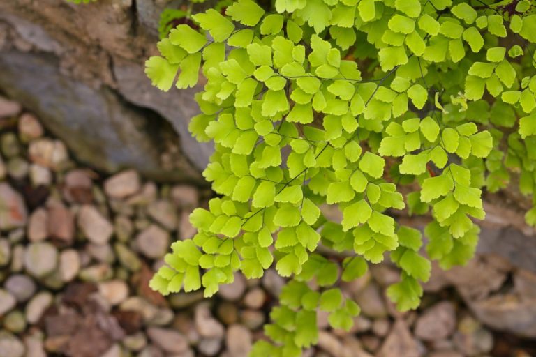 Boston Ferns vs Maidenhair Fern: Ultimate Indoor Plant Showdown ...