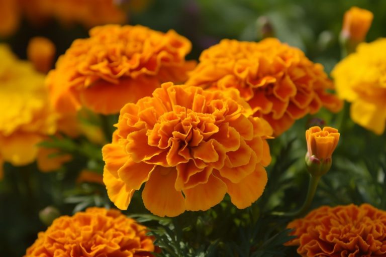10 Flowers That Represent The Sun: Radiant Blooms - Foliage Friend ...