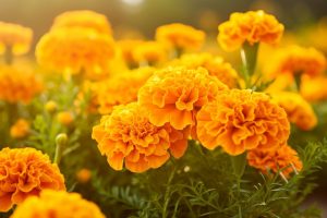10 Flowers That Represent Joy: Blooms Of Bliss - Foliage Friend - Learn ...