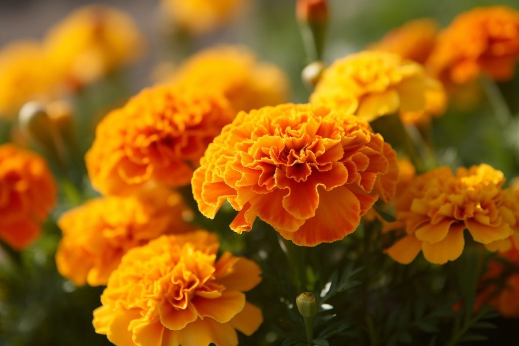 10 Flowers That Represent Happiness: Joyful Blooms - Foliage Friend ...