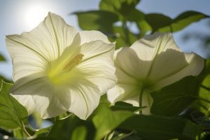 10 Flowers That Represent Dreams: Dreamy Delights - Foliage Friend ...