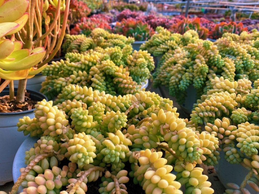 How to Propagate Donkey Tail: Succulent Growing Guide - Foliage Friend ...