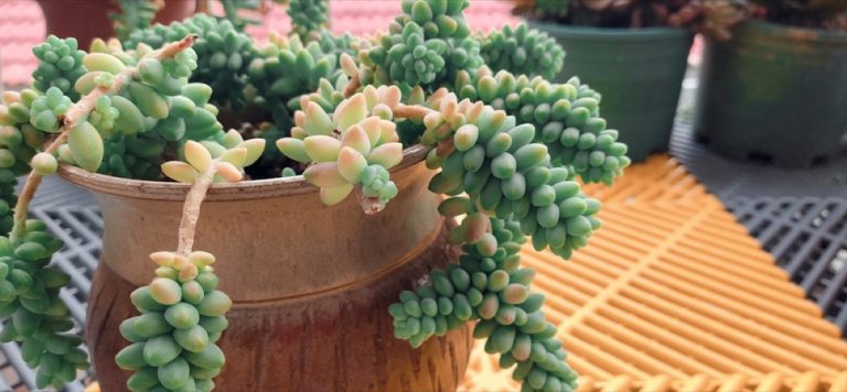 How to Propagate Donkey Tail: Succulent Growing Guide - Foliage Friend ...