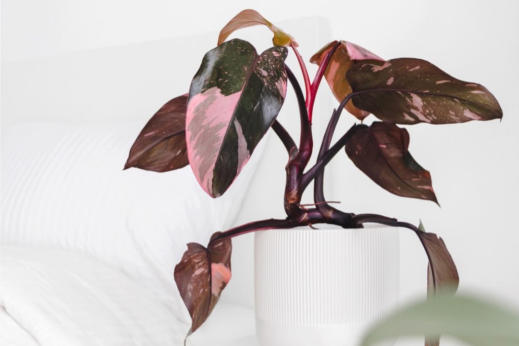 What to Do with Philodendron Aerial Roots: Expert Tips - Foliage Friend ...