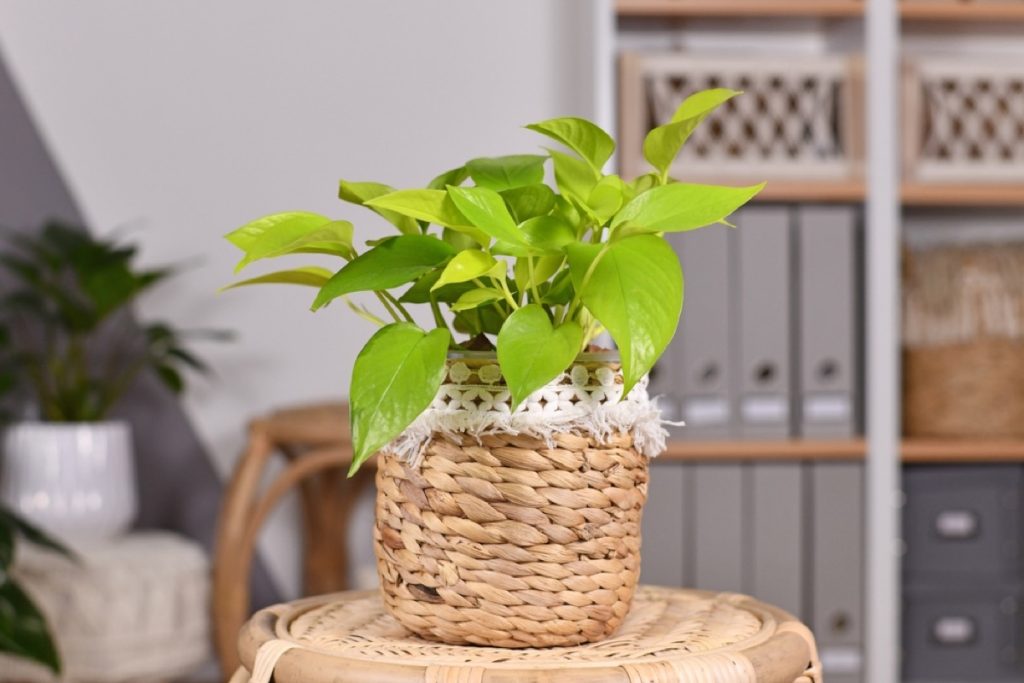 How Many Pothos Cuttings Per Pot: Optimal Plant Growth Guide - Foliage ...
