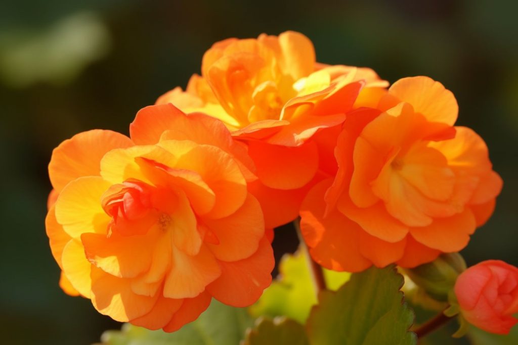 Orange Begonia Flower Meaning, Symbolism & Spiritual Significance ...