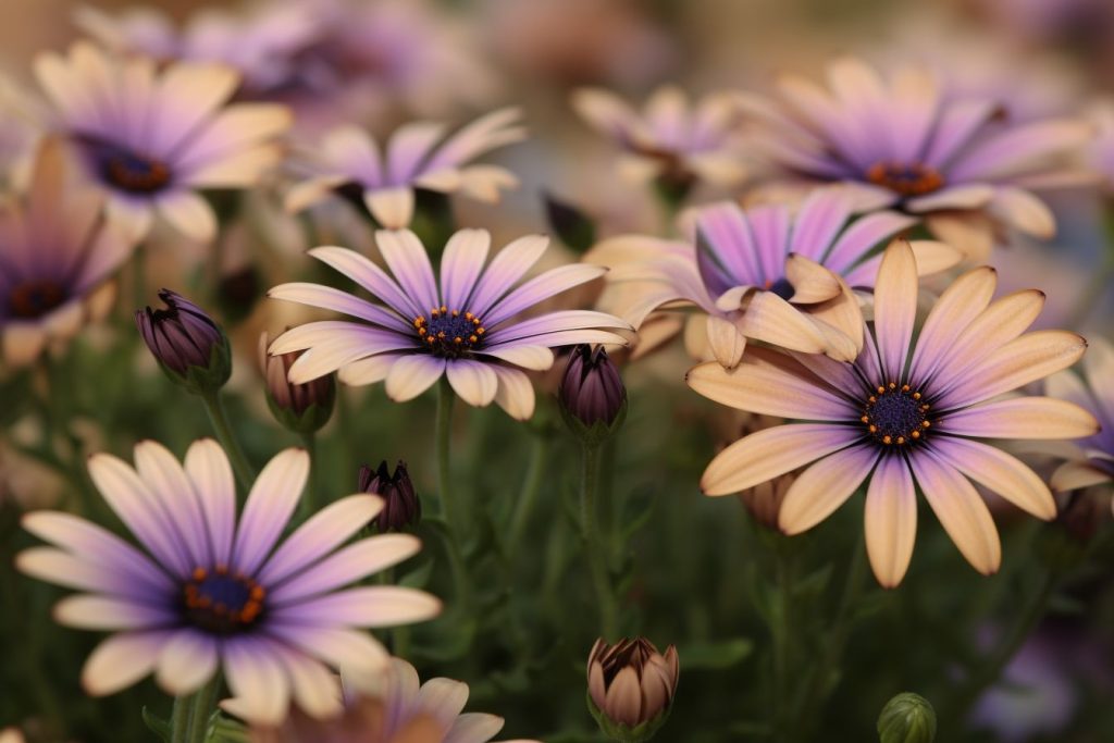 Osteospermum Flower Meaning, Symbolism & Spiritual Significance ...