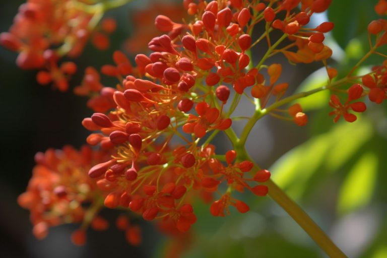 Padauk Flower Meaning, Symbolism & Spiritual Significance - Foliage ...