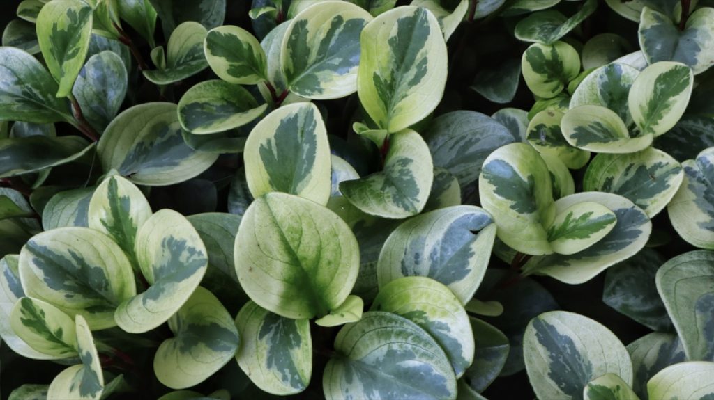 Peperomia Clusiifolia vs Obtusifolia: Key Differences Explained ...