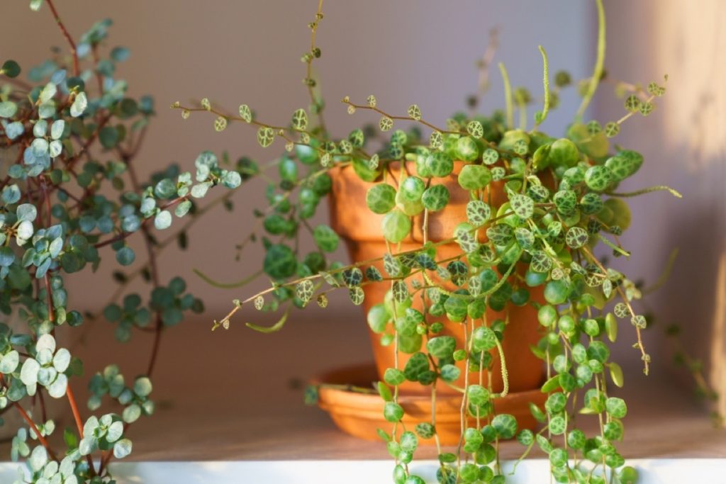 Trailing Peperomia Types: A Guide to Popular Varieties - Foliage Friend ...