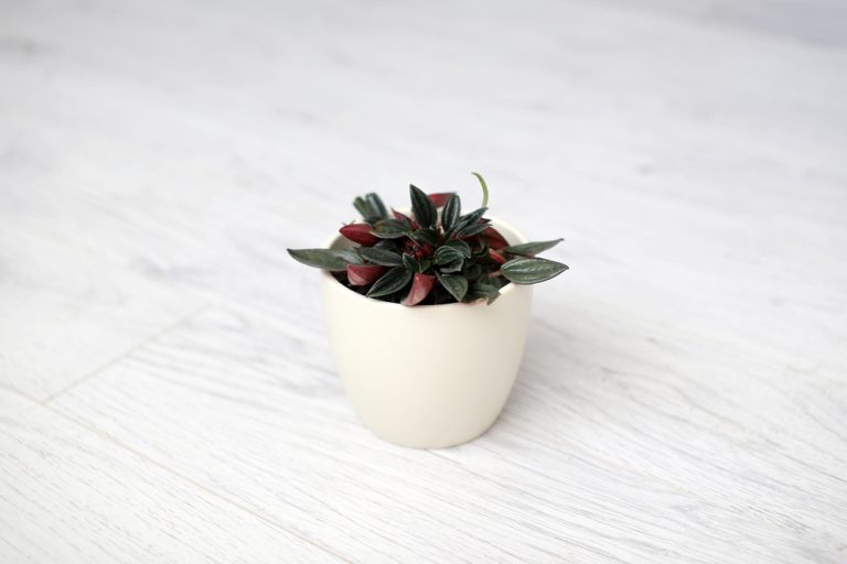What Does a Peperomia Plant Look Like: A Visual Guide - Foliage Friend ...