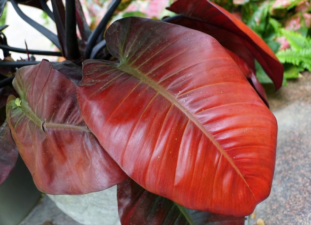 What to Do with Philodendron Aerial Roots: Expert Tips - Foliage Friend ...