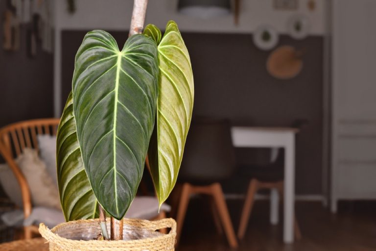 What to Do with Philodendron Aerial Roots: Expert Tips - Foliage Friend ...