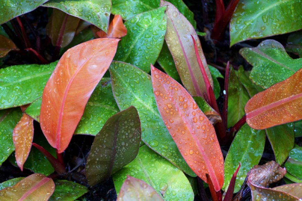Philodendron Imperial Red vs Rojo Congo: Key Differences Explained ...