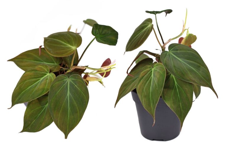 Trailing Philodendron Types: A Comprehensive Guide - Foliage Friend ...