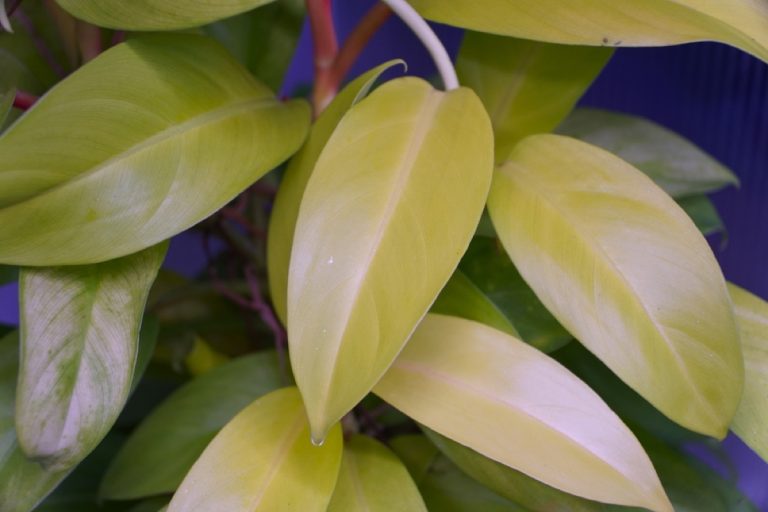 Philodendron Moonlight vs Lemon Lime: Ultimate Comparison Guide ...
