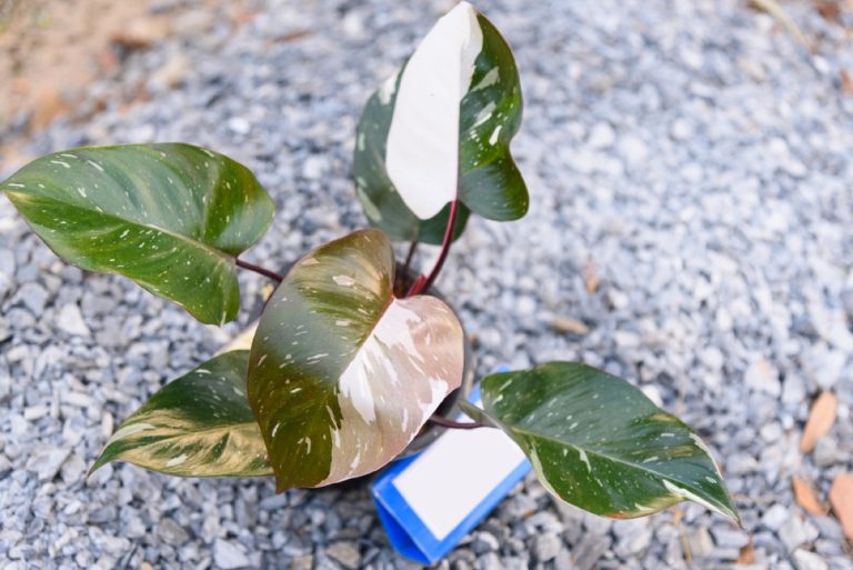 Philodendron Red Anderson vs Pink Princess: Battle of the Beauties ...