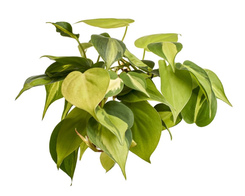 Philodendron Brasil vs Rio: A Comprehensive Comparison - Foliage Friend ...