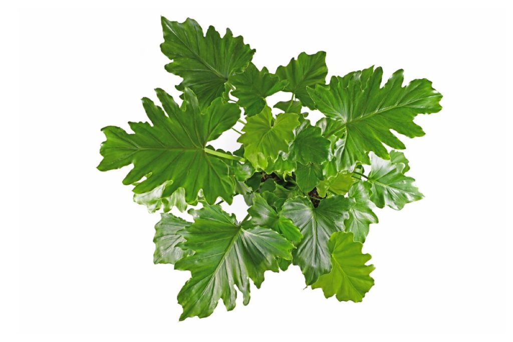 What to Do with Philodendron Aerial Roots: Expert Tips - Foliage Friend ...