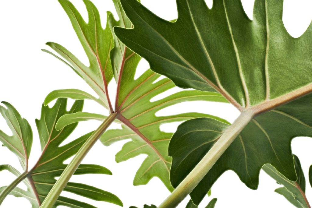 Is Philodendron Toxic to Dogs? Essential Facts for Pet Owners - Foliage ...