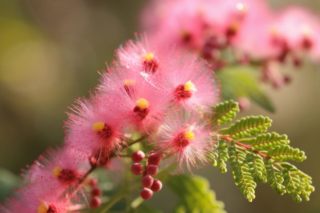 Pink Mimosa Flower Meaning, Symbolism & Spiritual Significance ...