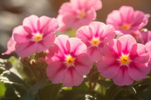 Pink Primrose Flower Meaning, Symbolism & Spiritual Significance ...