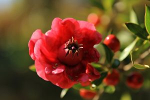 10 Flowers That Represent Fertility: Fertile Blooms - Foliage Friend ...